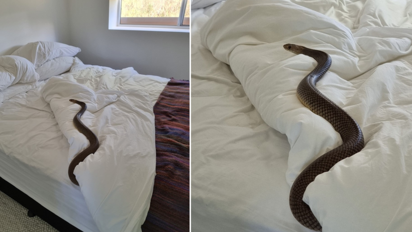 Whelp, I'm Never Sleeping Again... Someone Found A HUGE Snake In Their Bed