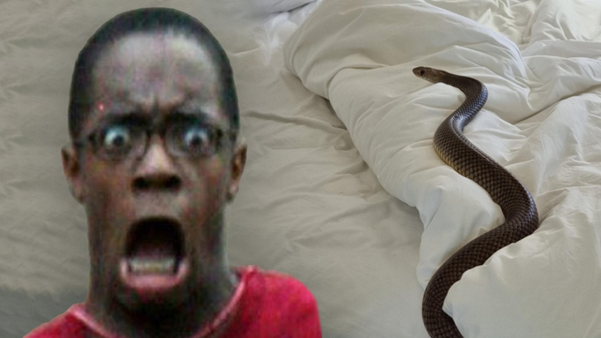 Whelp, I'm Never Sleeping Again... Someone Found A HUGE Snake In Their Bed